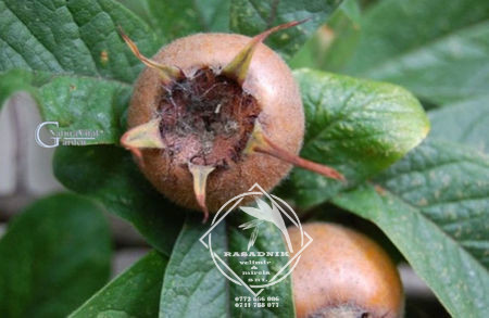 Mosmonul (Mespilus germanica)