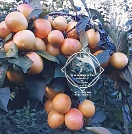 prunul galben de Rusia